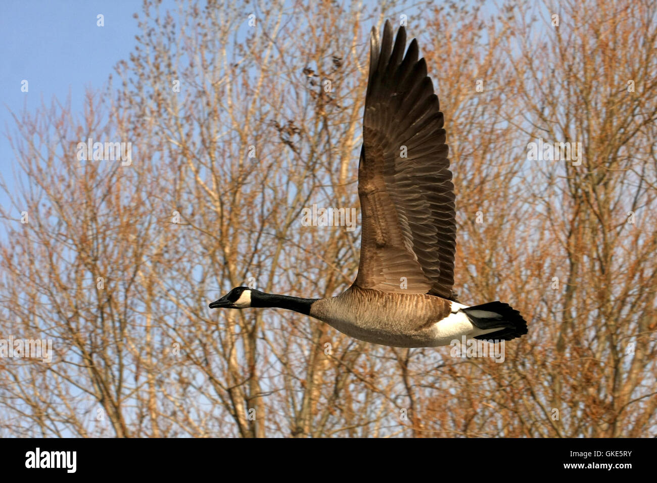 Goose shape hi-res stock photography and images - Alamy