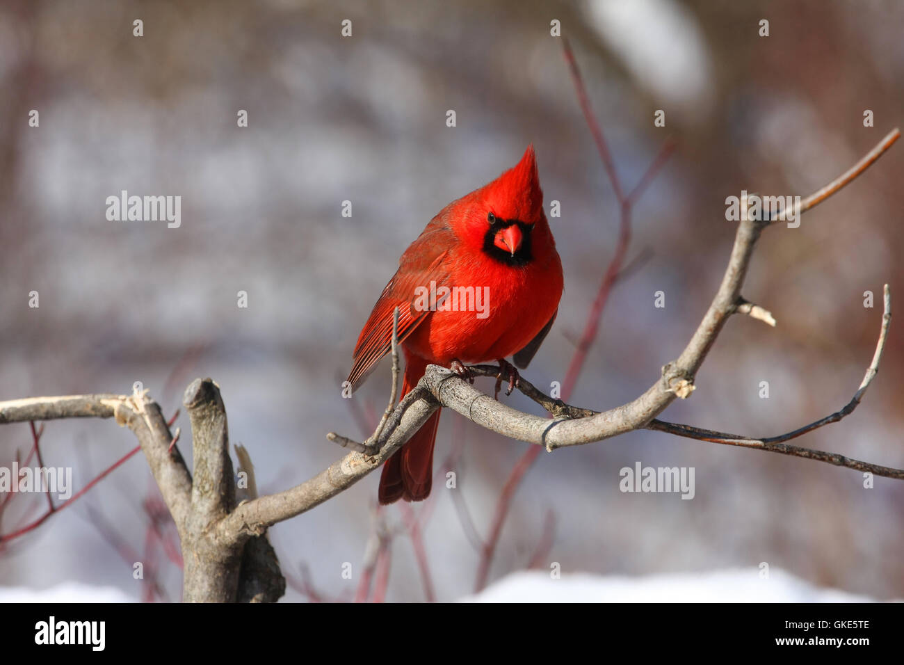 Northern Cardinal cardinalis male Stock Photo - Alamy
