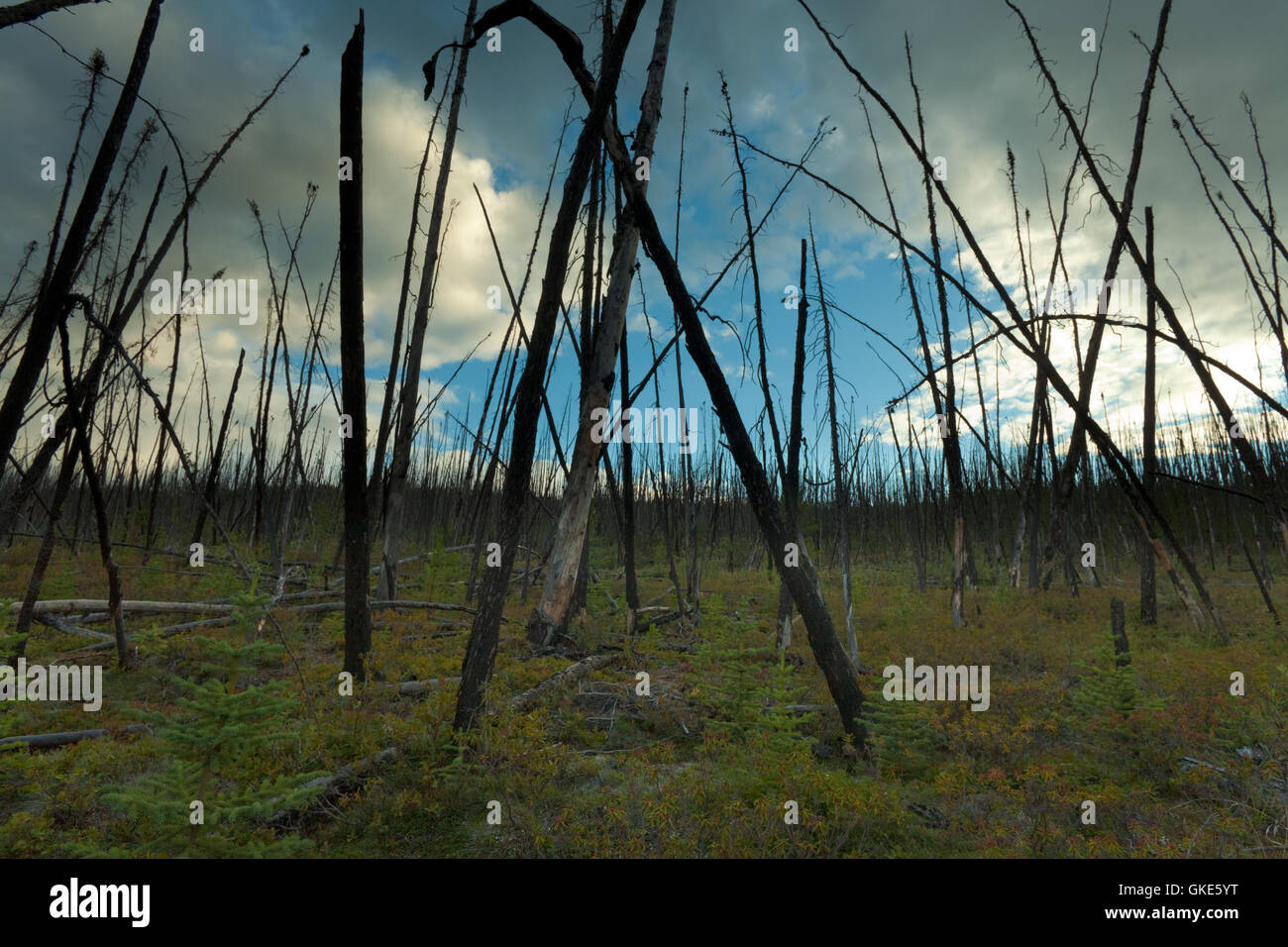 Burnt boreal forest Stock Photo - Alamy