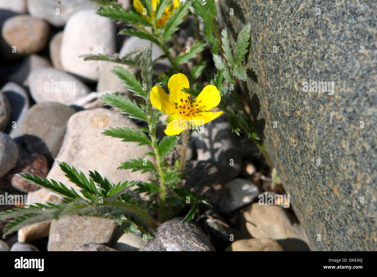 Yellow flower silverweed hi-res stock photography and images - Alamy