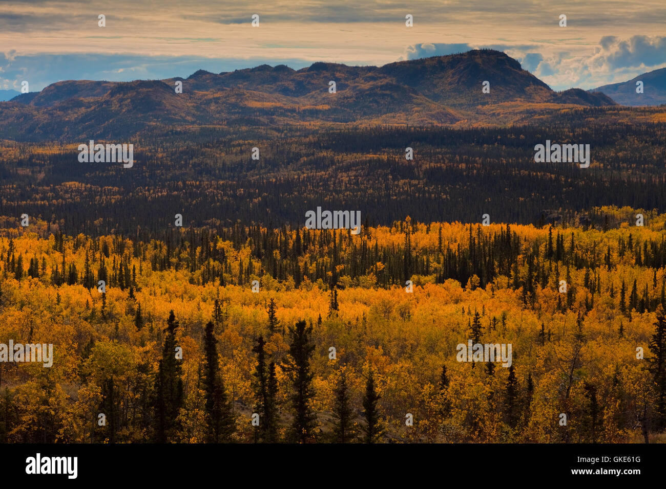 Taiga in Fall Stock Photo - Alamy
