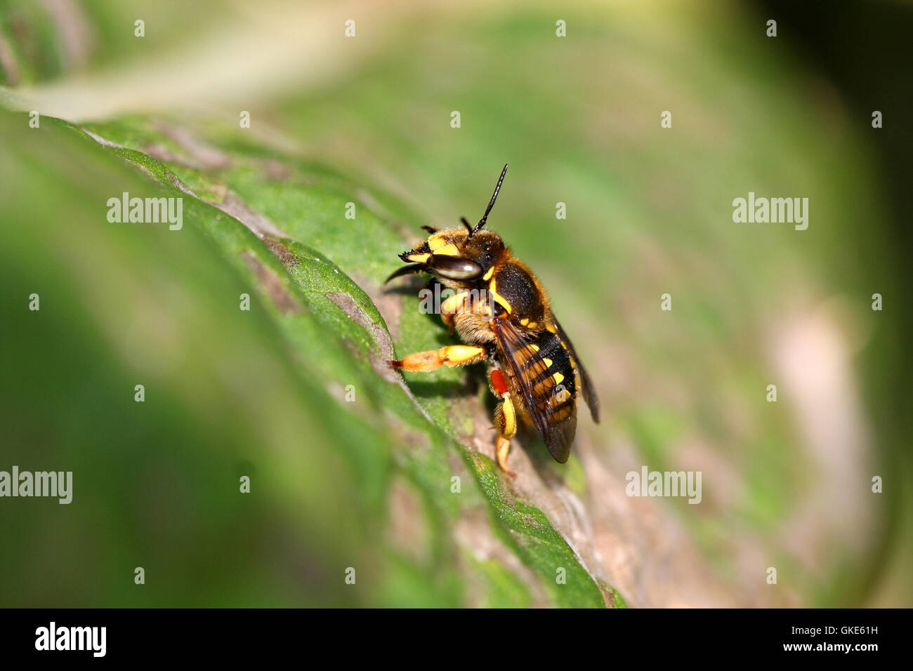 Black and yellow bee icon hi-res stock photography and images - Alamy