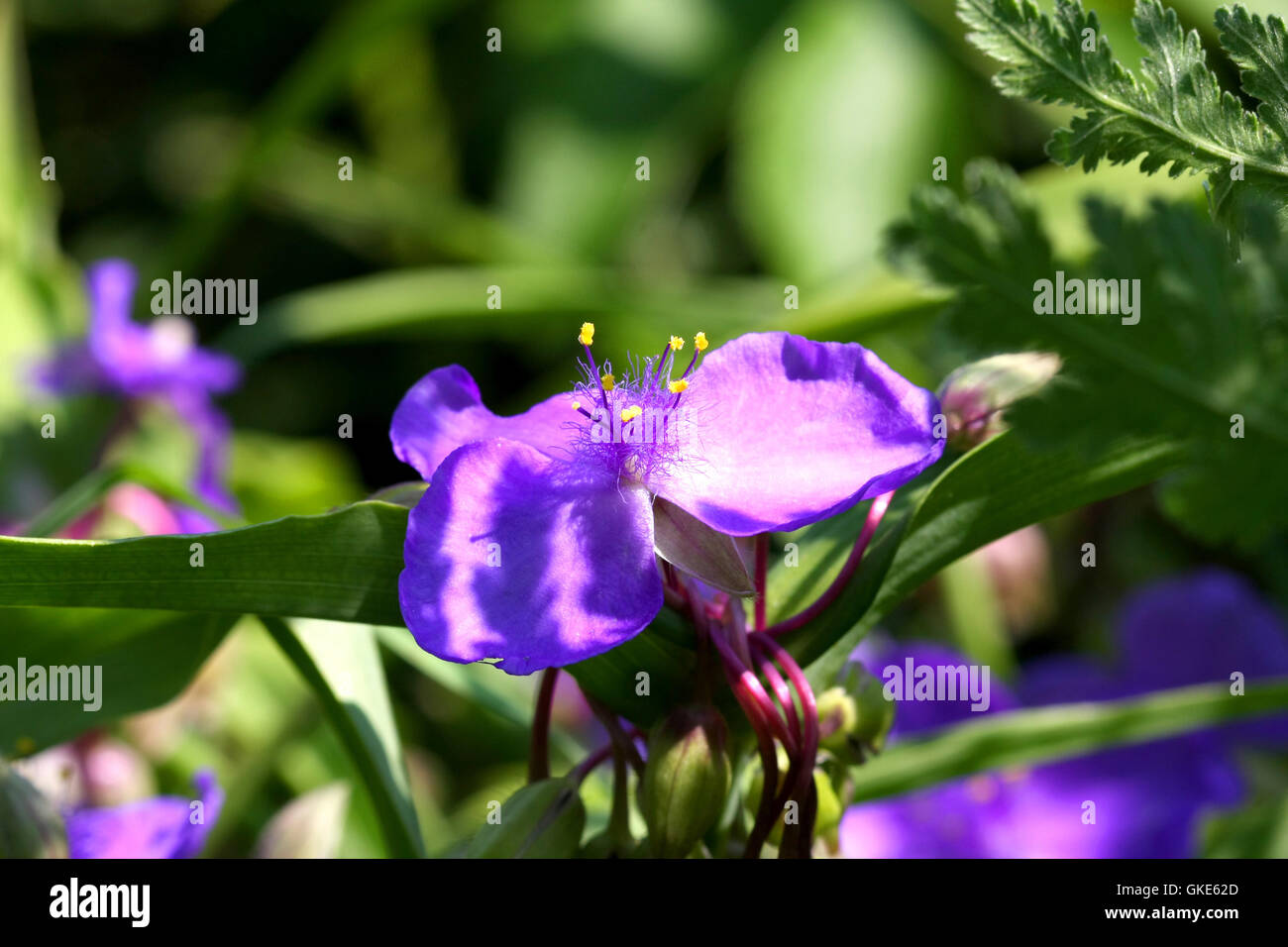 Spiderwort flower hi-res stock photography and images - Alamy