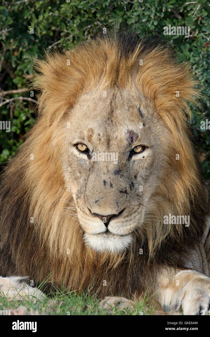 Big male lion hi-res stock photography and images - Alamy