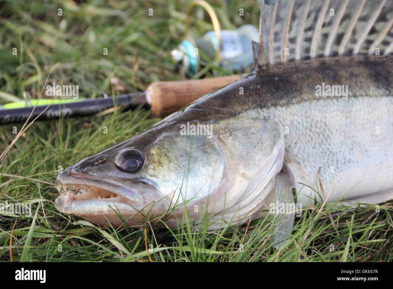 Catch spoon hi-res stock photography and images - Alamy