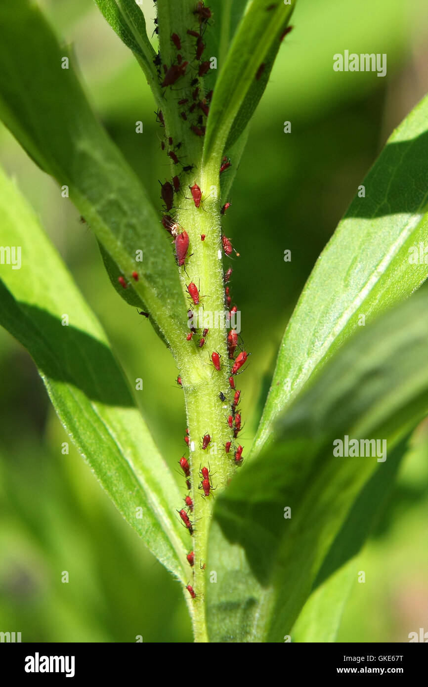 Cute aphid hi-res stock photography and images - Alamy