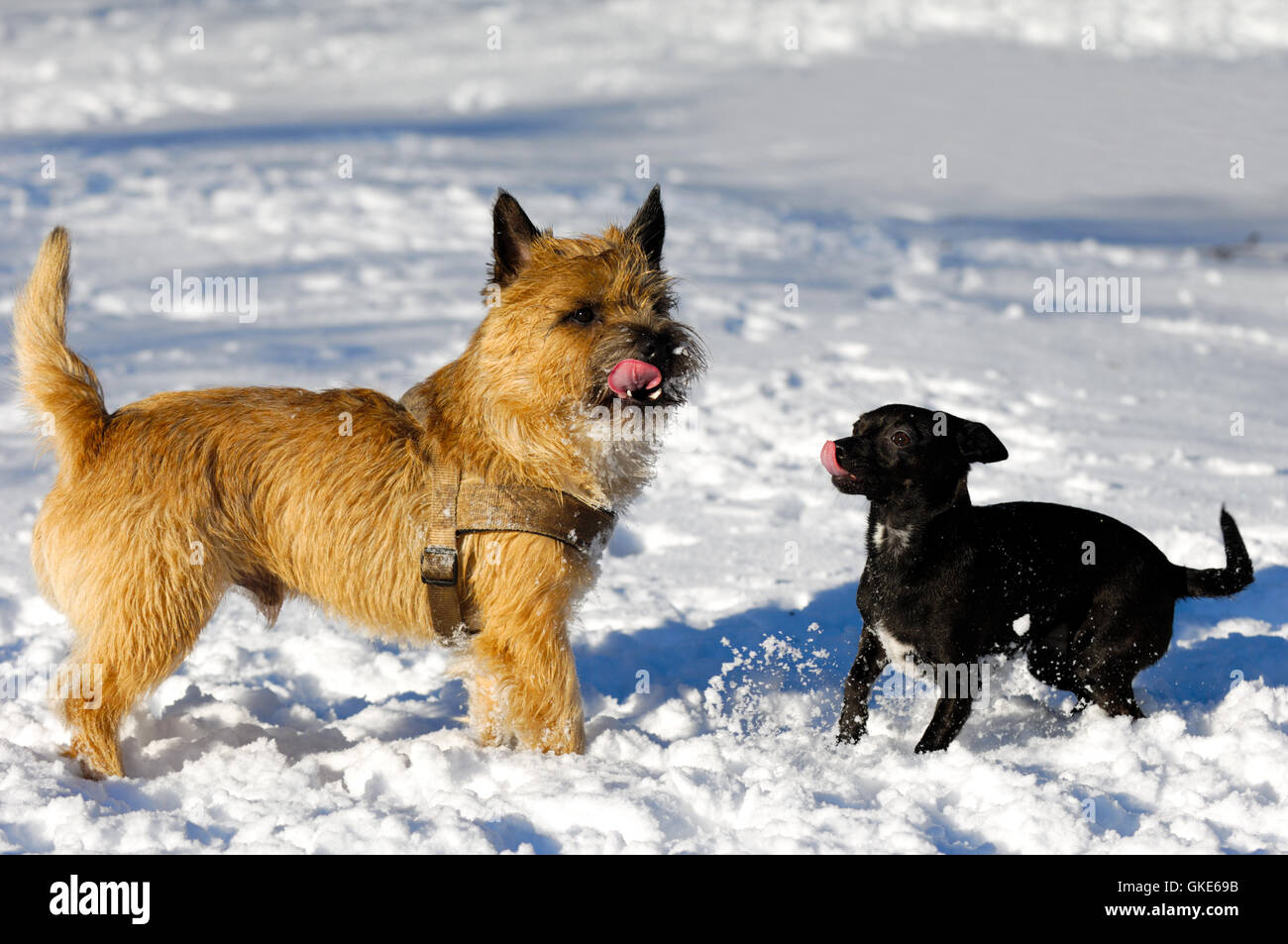 Two dogs in snow Stock Photo - Alamy