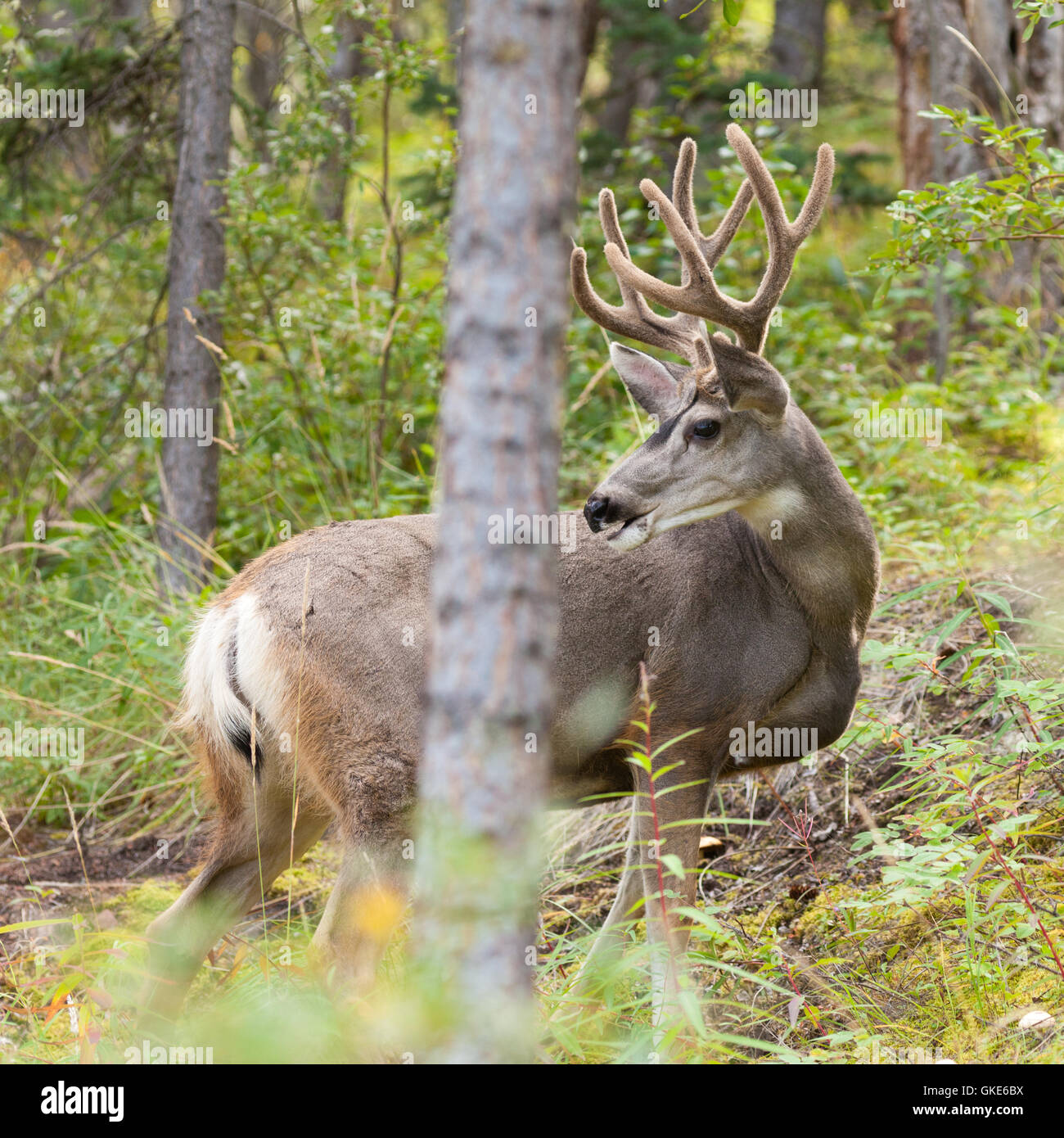 Beautiful mule deer buck with velvet antler Stock Photo - Alamy