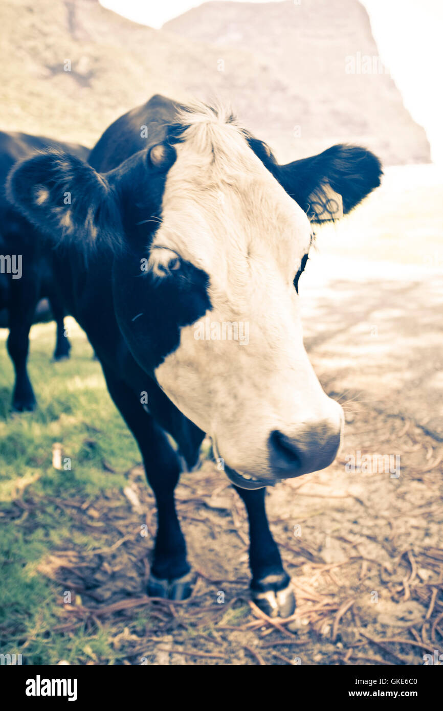 Cow in nature Stock Photo - Alamy