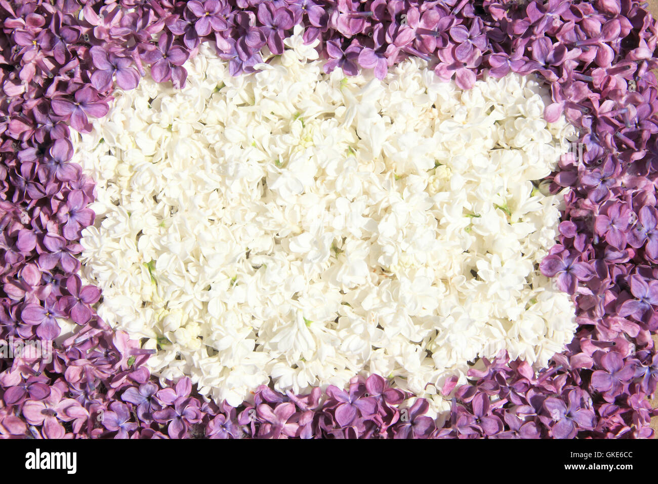 oval beautiful frame of white and dark lilac flowers Stock Photo - Alamy