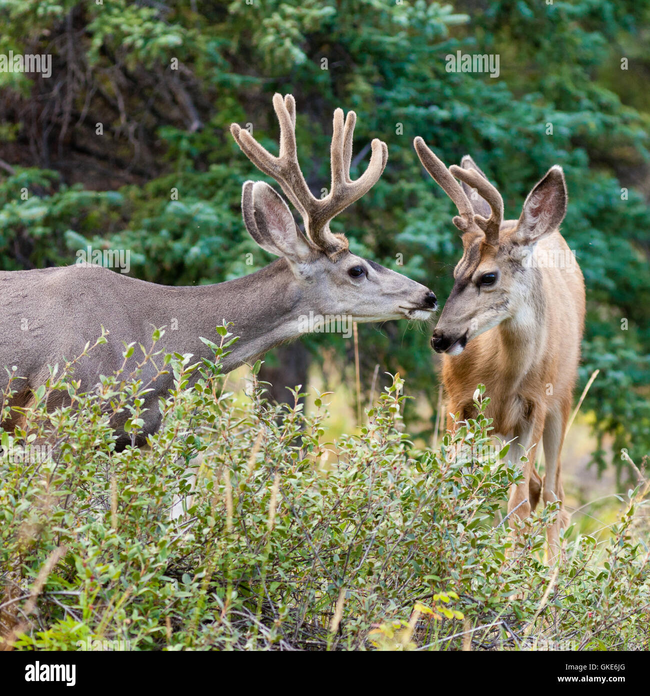 Two young mule deer bucks hi-res stock photography and images - Alamy