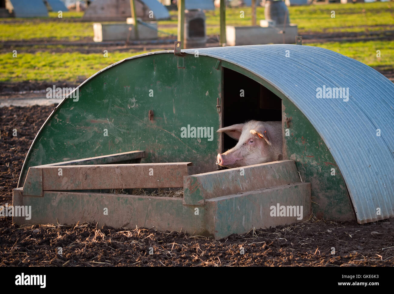 Pig huts hi-res stock photography and images - Alamy