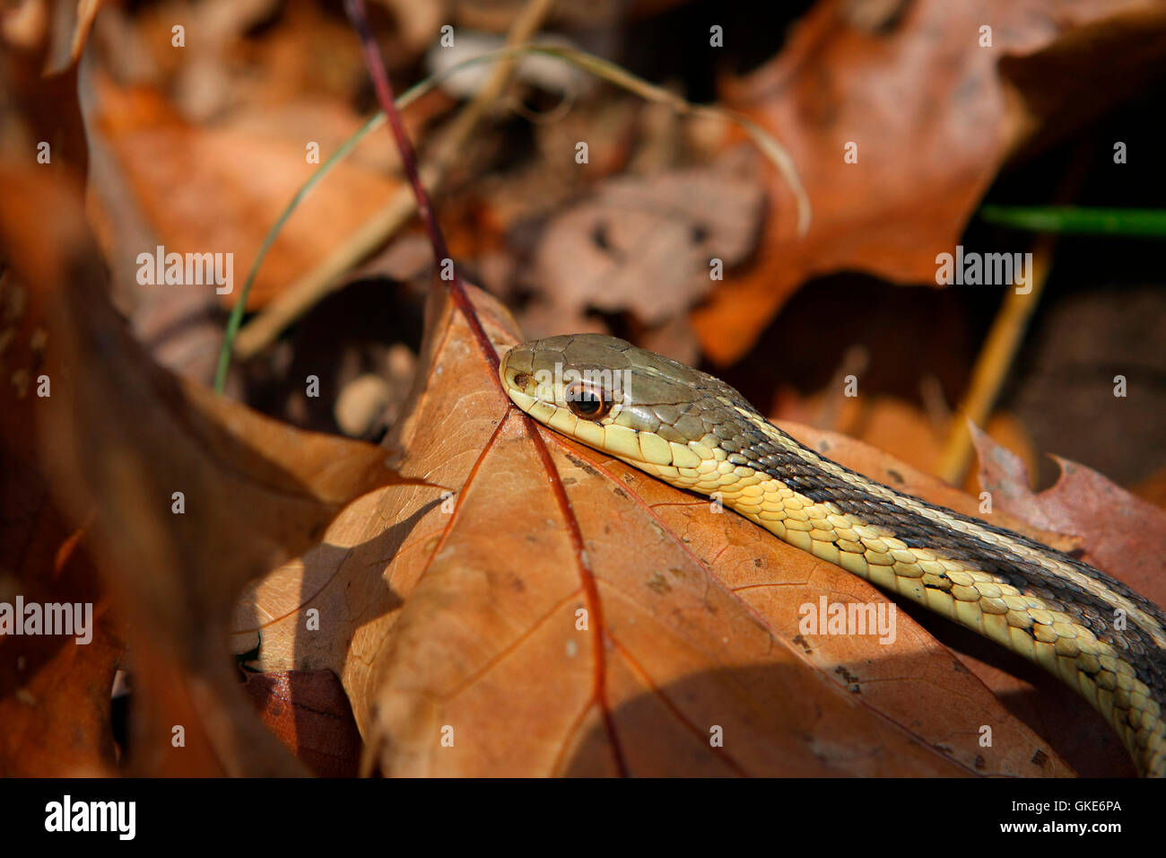 Common Garter Snake Thamnophis sirtalis Stock Photo - Alamy