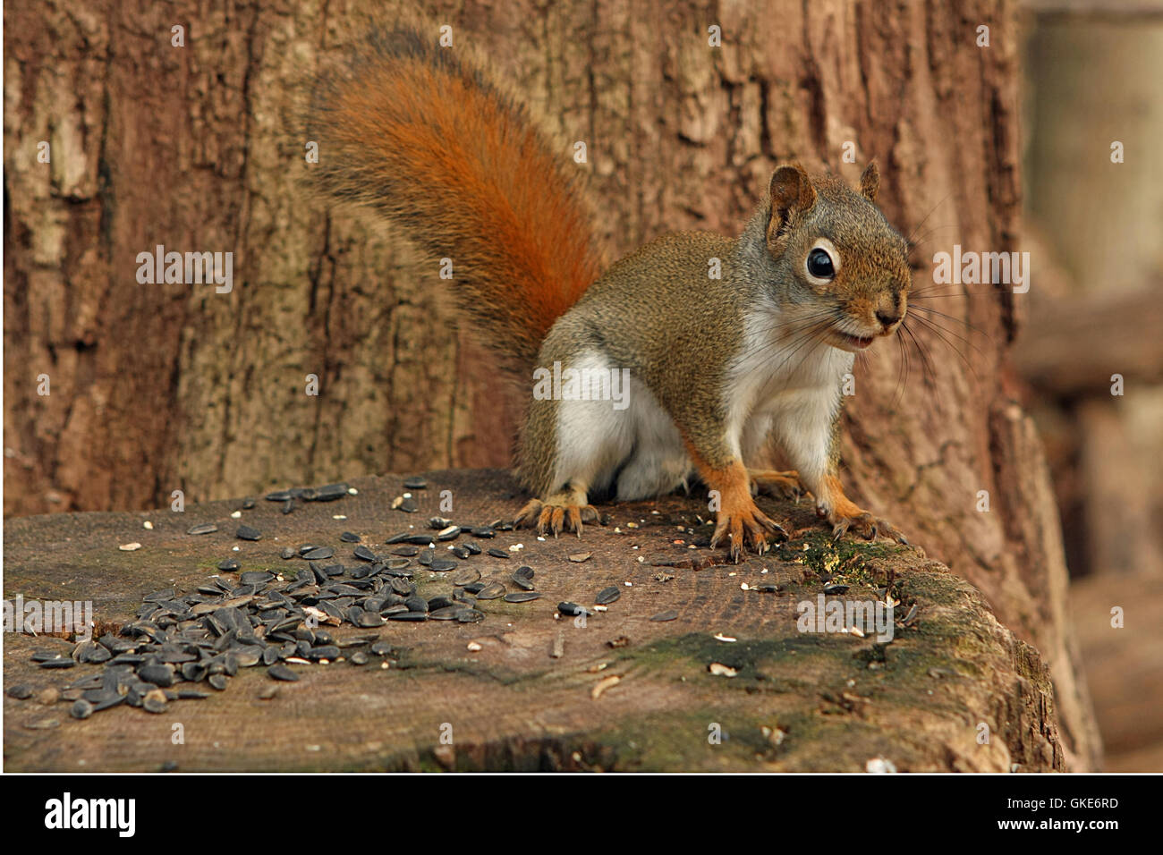 Red Squirrel Tamiasciurus hudsonicus Stock Photo - Alamy