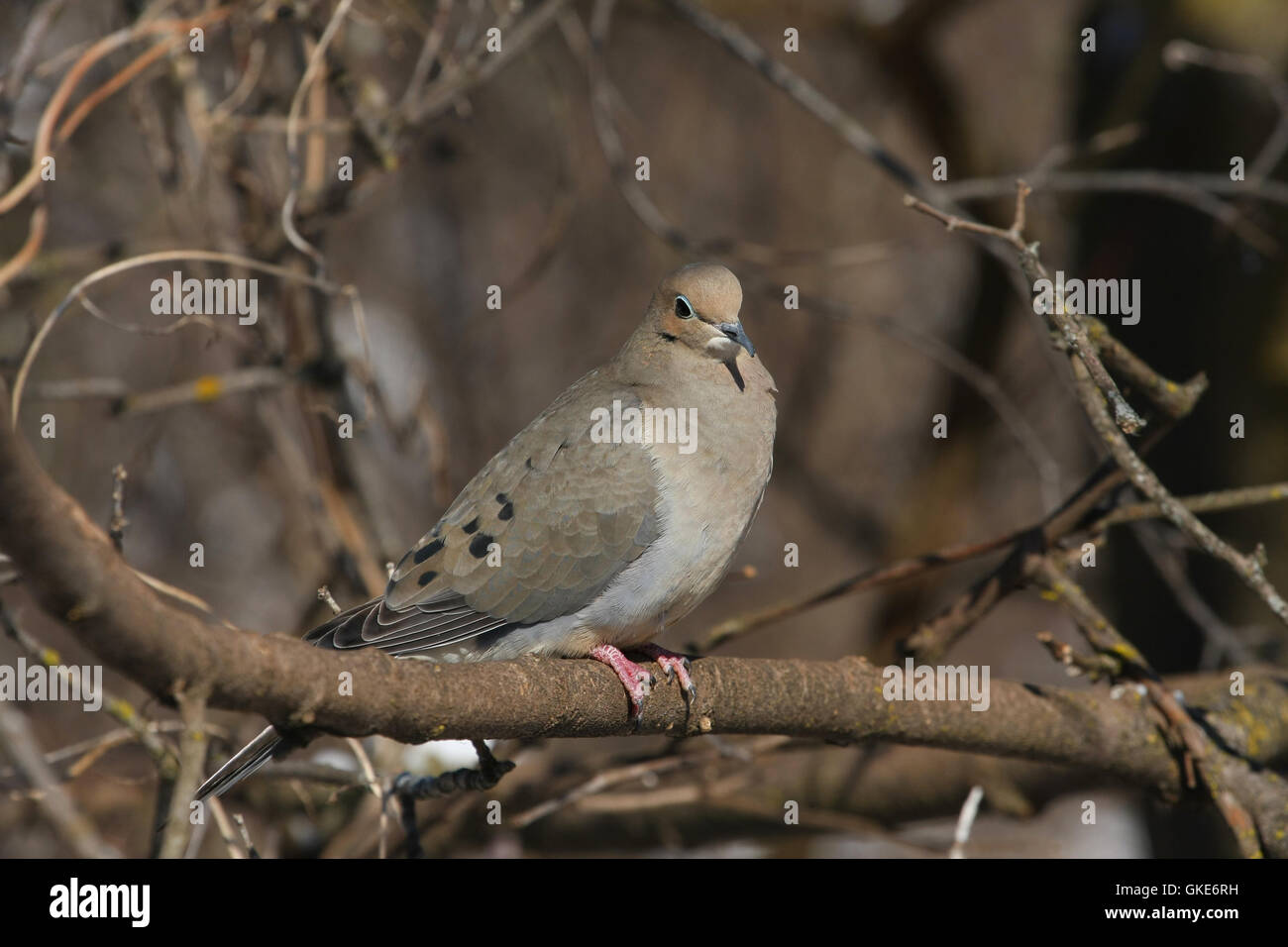 Mourning Dove Zenaida macroura Stock Photo - Alamy