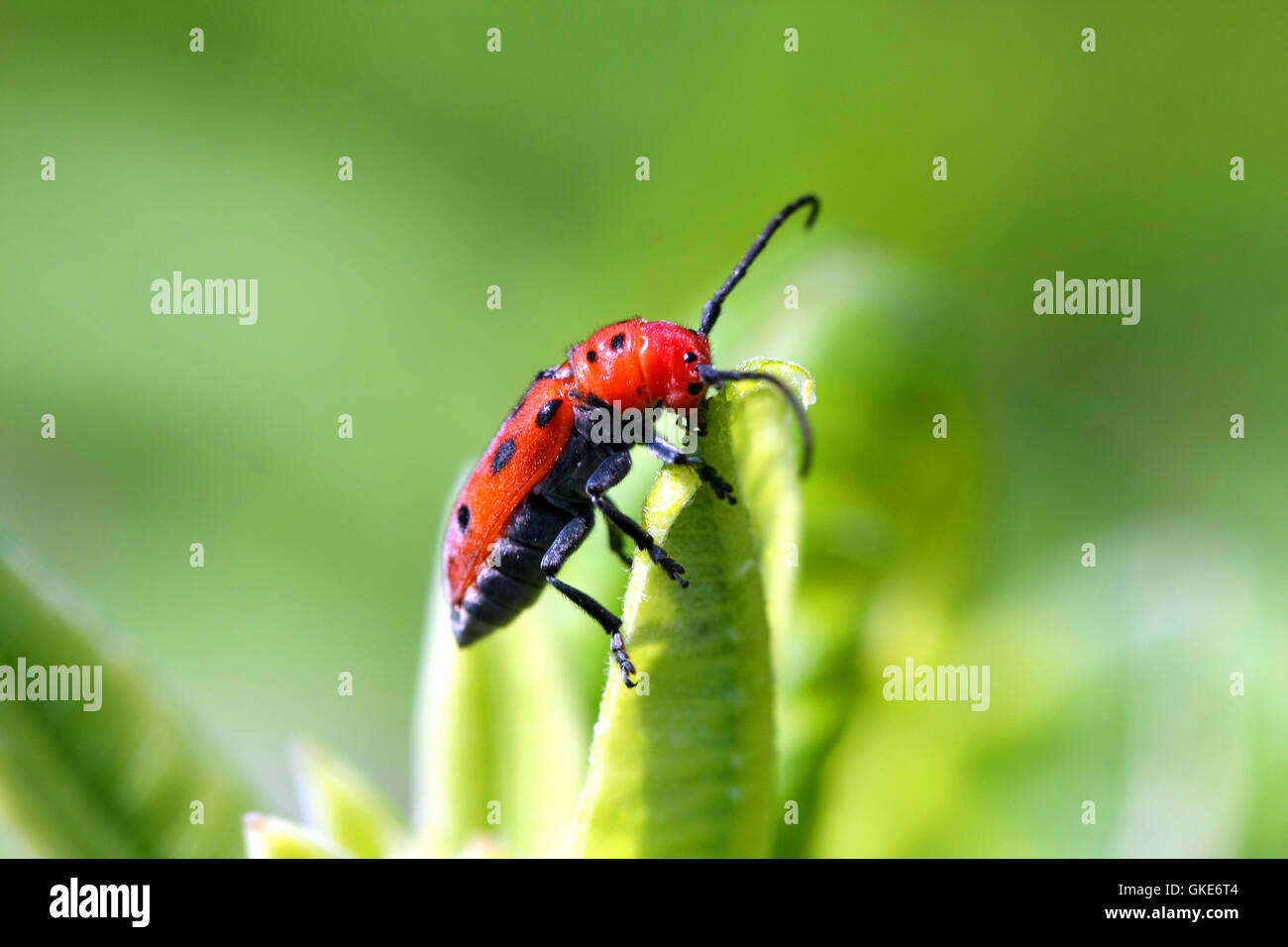 Red And Black Milkweed Bugs High Resolution Stock Photography and ...
