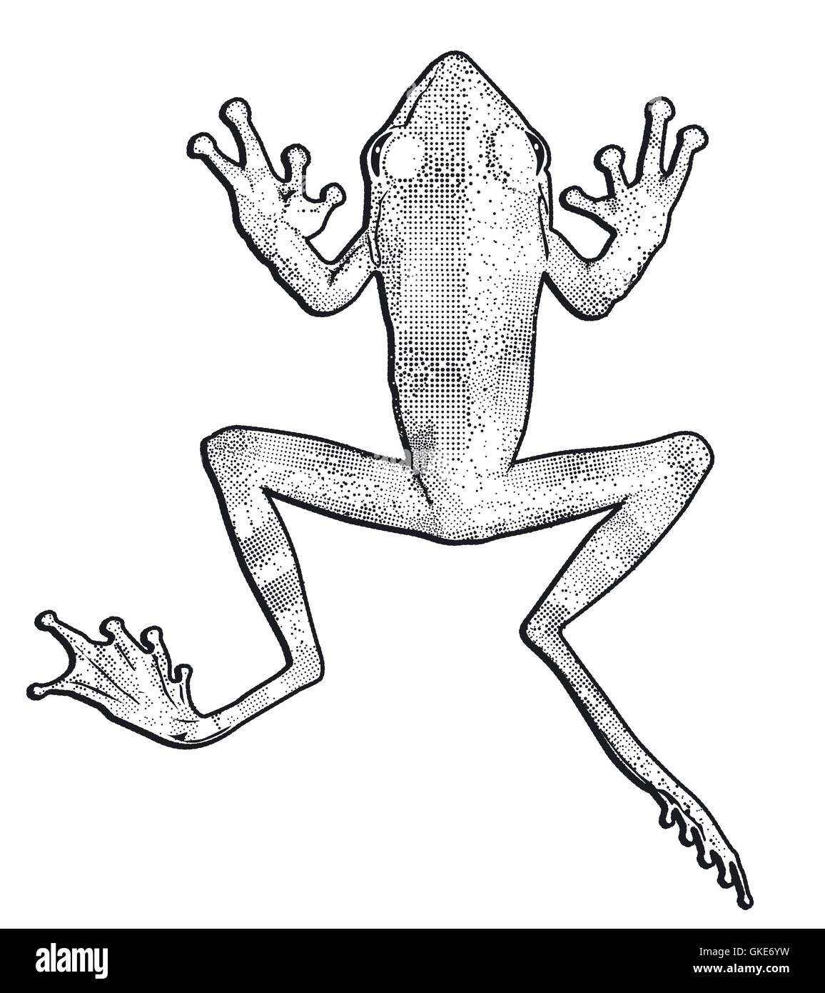Labeled Toad Drawing