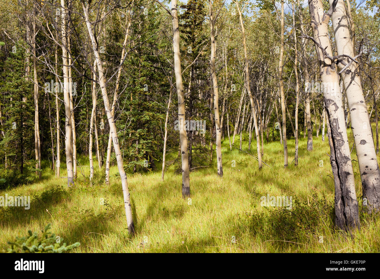 Northern aspen forest Stock Photo - Alamy