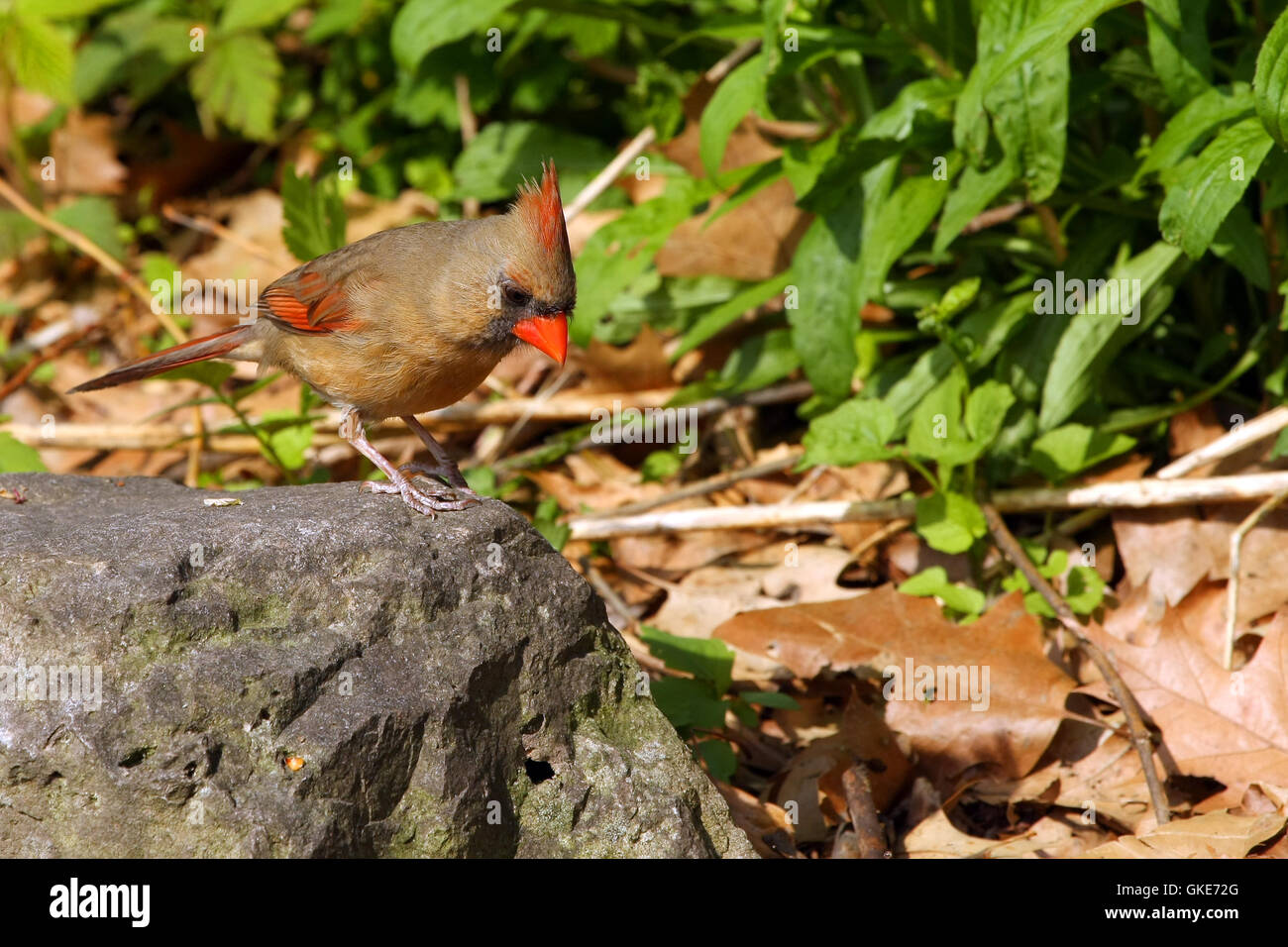 Cardinal Cardinalidae female Stock Photo - Alamy