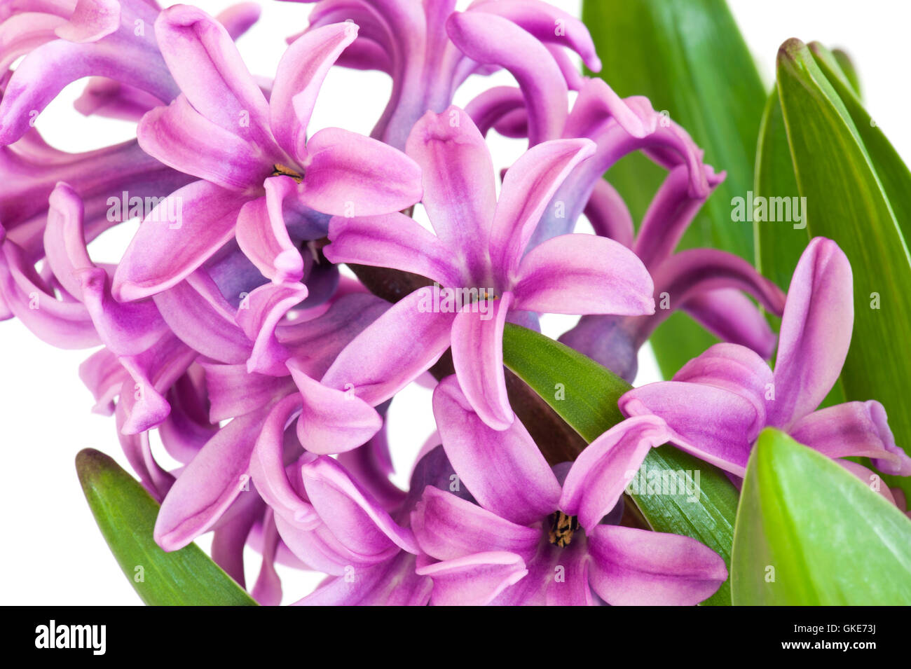 Hyacinthus plant hi-res stock photography and images - Alamy