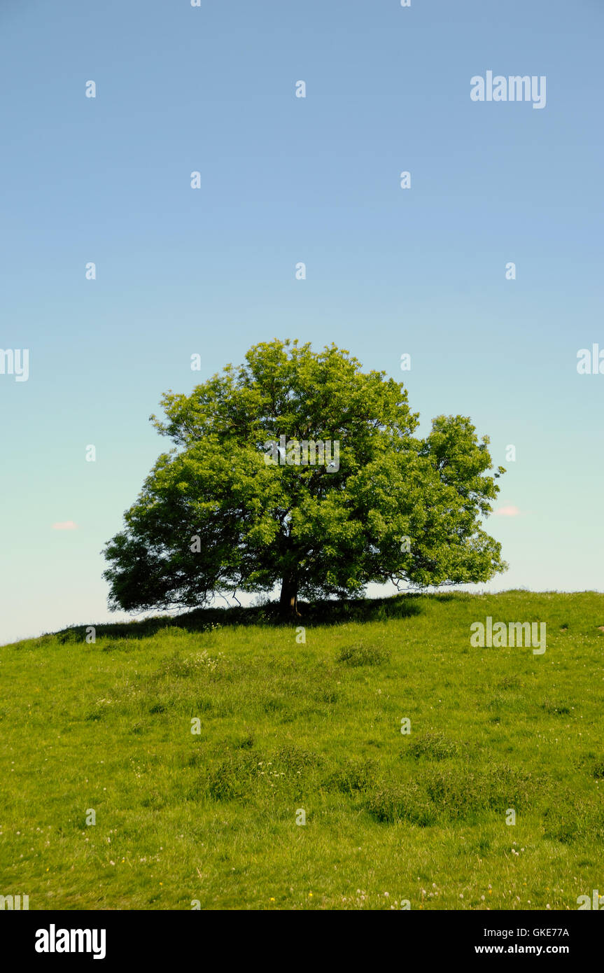 Tree on hill Stock Photo - Alamy