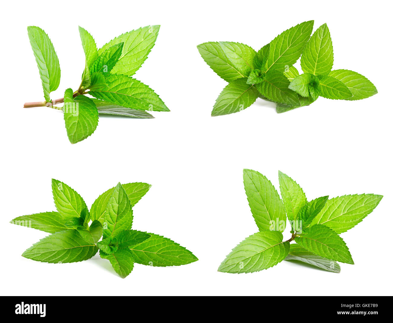Fresh green mint isolated on white Stock Photo - Alamy