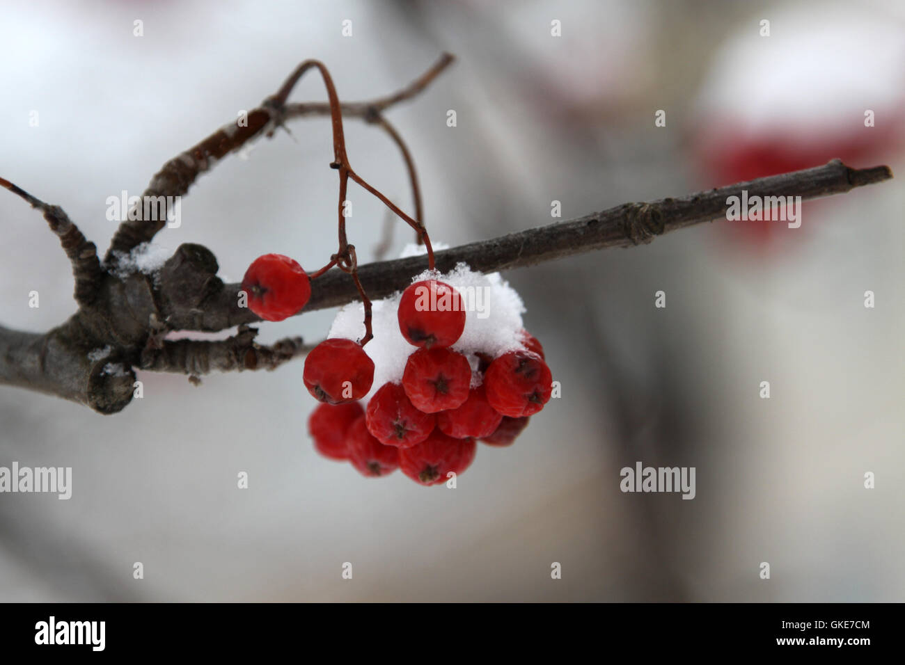 Winter mountain ash Stock Photo - Alamy