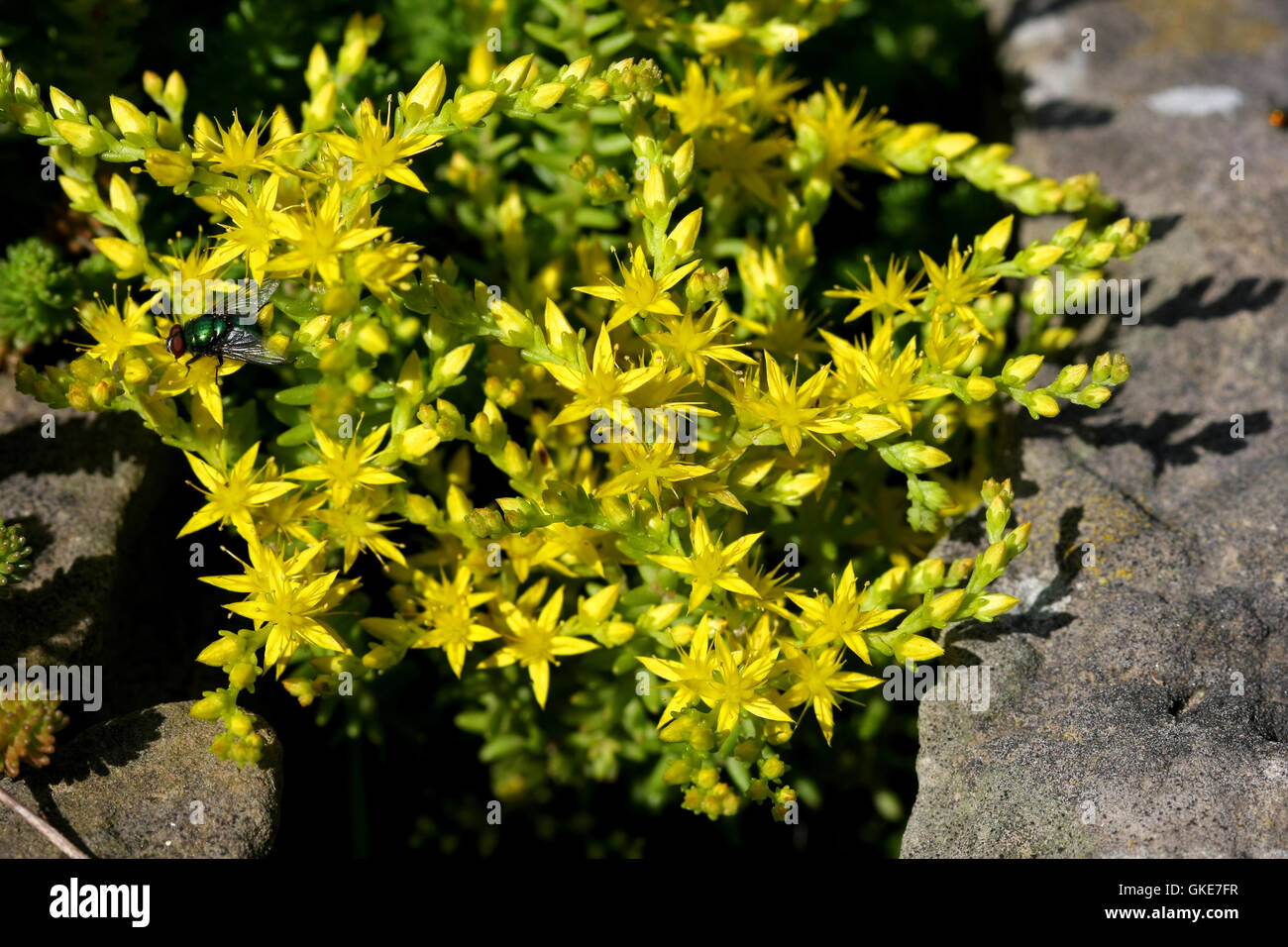Mossy Stonecrop Flower Stock Photo - Alamy