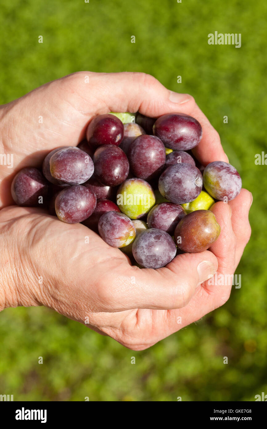 Good handful of ripe olives Stock Photo - Alamy