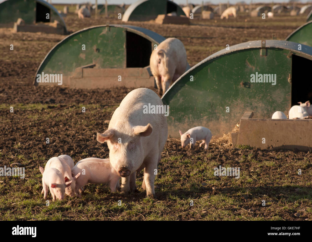 Pig huts hi-res stock photography and images - Alamy