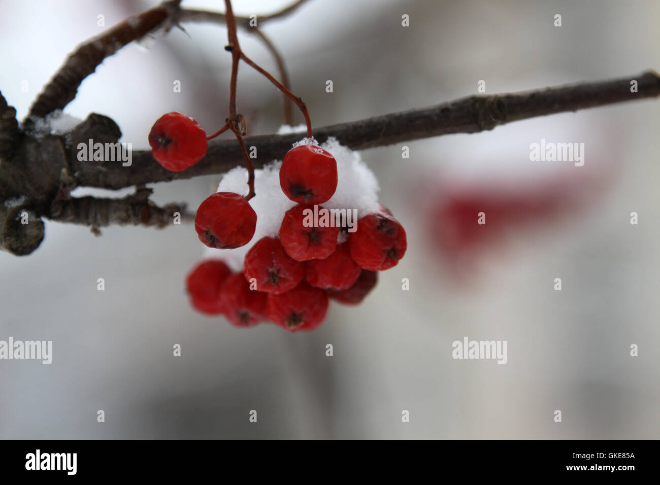 Red mountain ash winter hi-res stock photography and images - Alamy