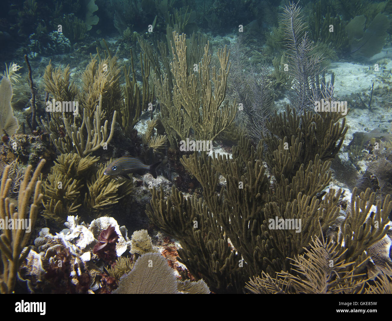 White grunt fish underwater hi-res stock photography and images - Alamy