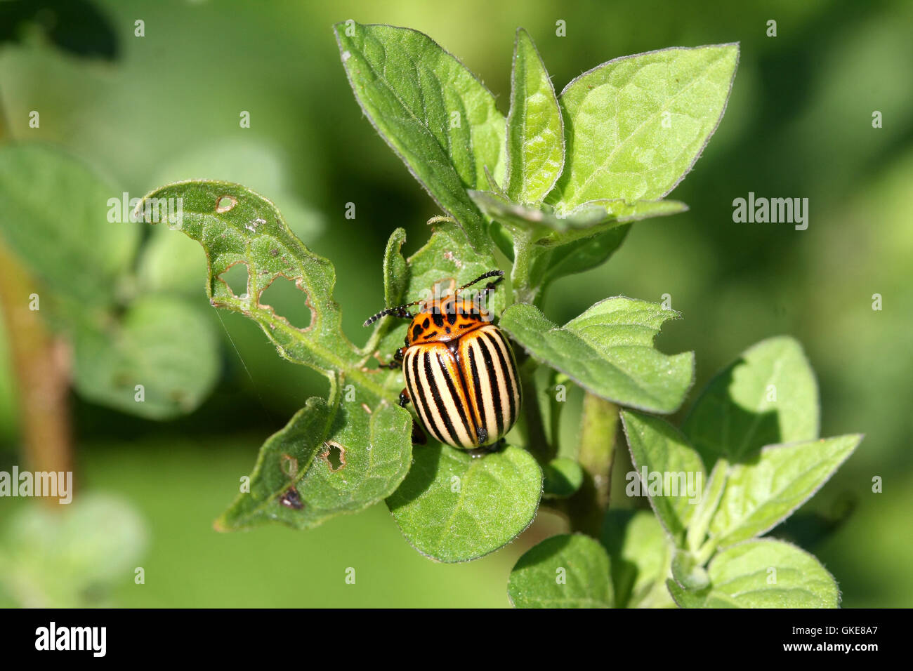 Colorado Potato Beetle Stock Photo - Alamy
