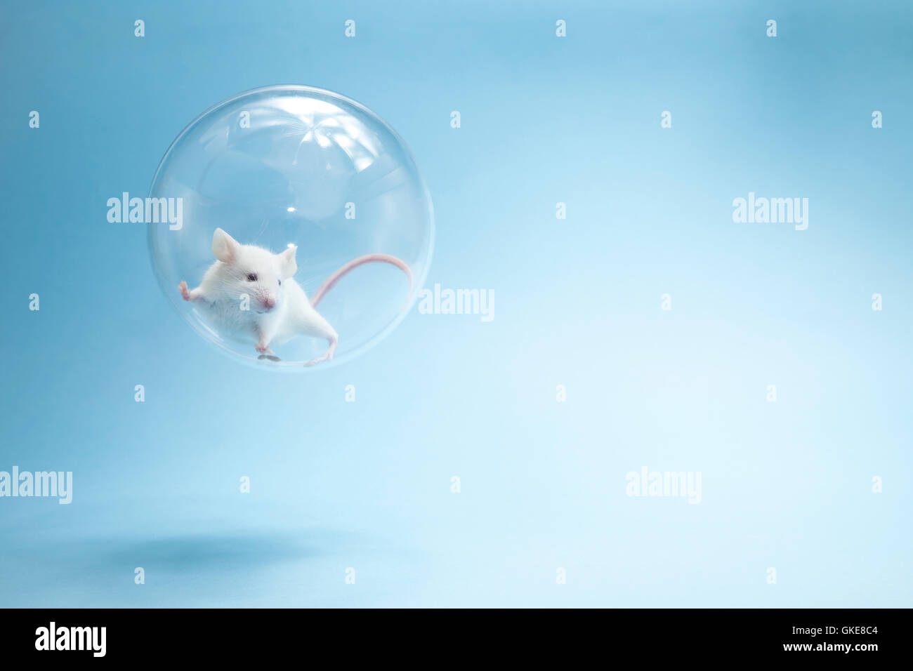 White mouse rodent hi-res stock photography and images - Alamy