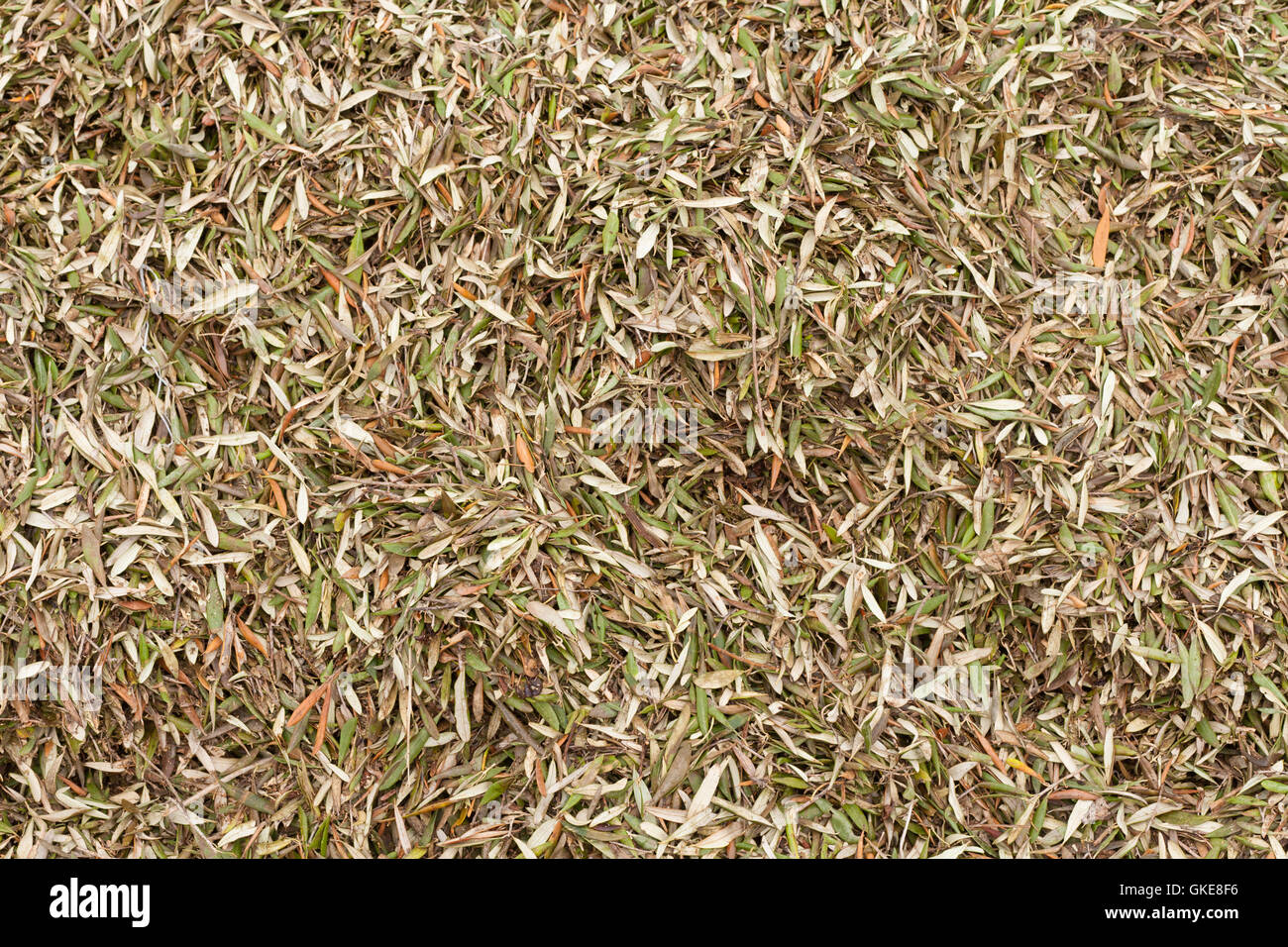 Olive Mill Waste: Olive Leaves Stock Photo - Alamy