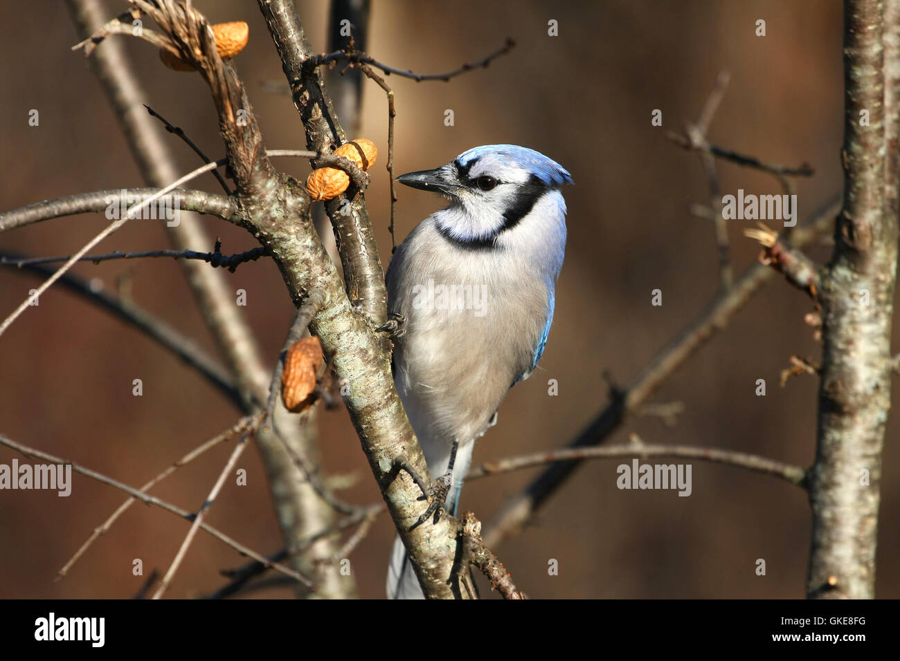 Fluffy bluejay hi-res stock photography and images - Alamy