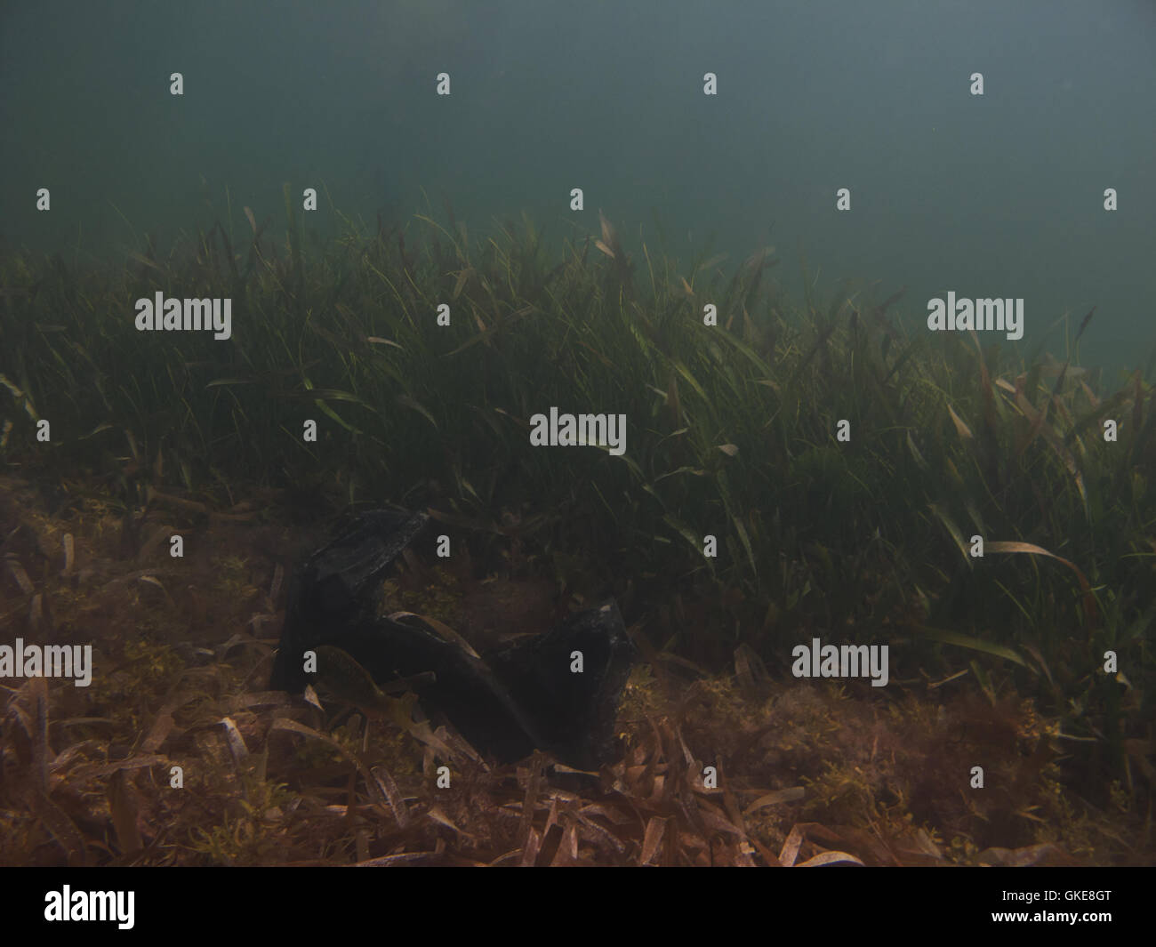 Trash ocean diver hi-res stock photography and images - Alamy
