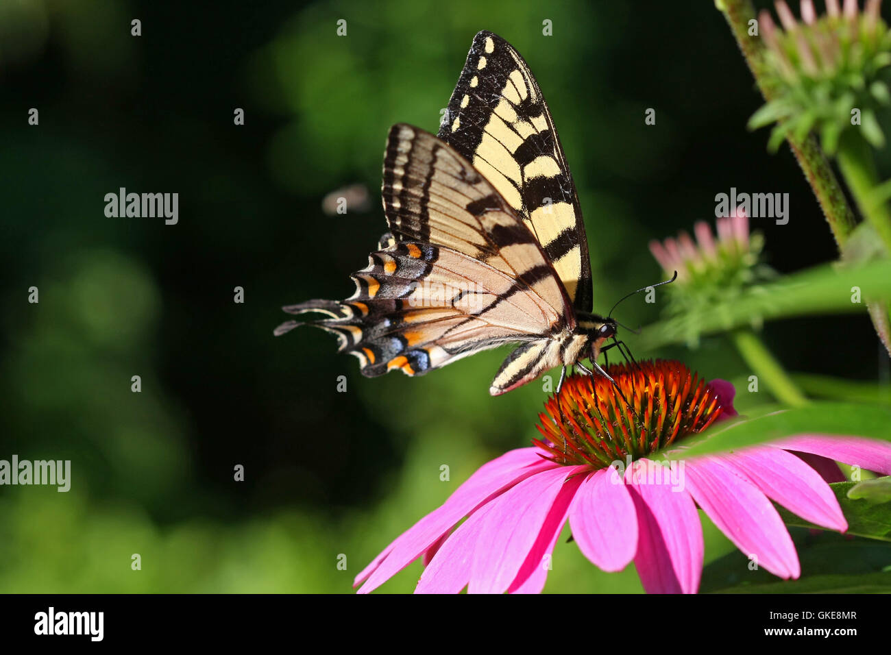 Eastern Tiger Swallowtail Butterfly Papilio glaucus Stock Photo - Alamy
