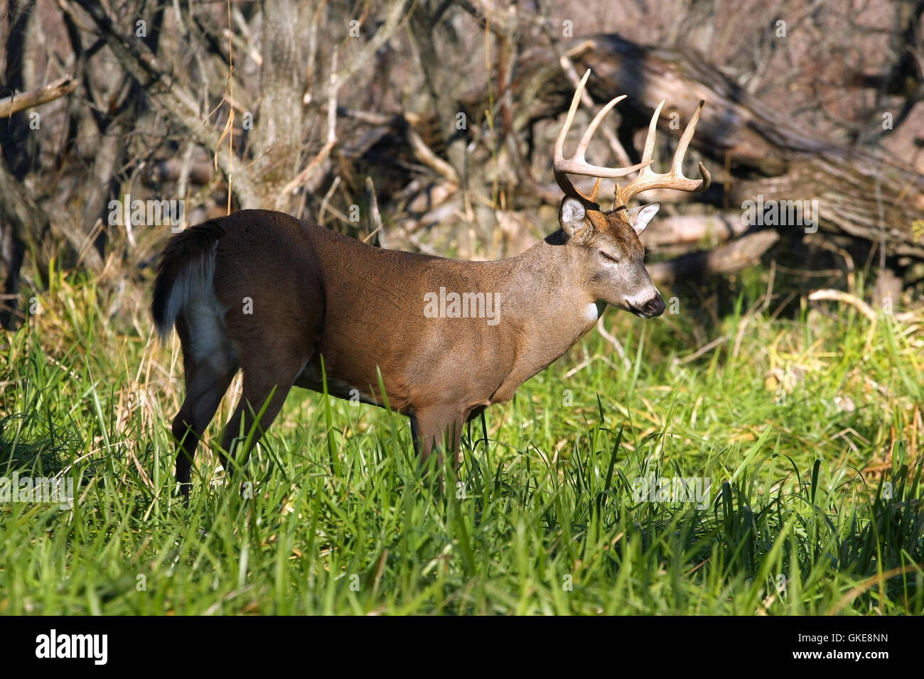 White-tailed Deer Buck Stock Photo - Alamy