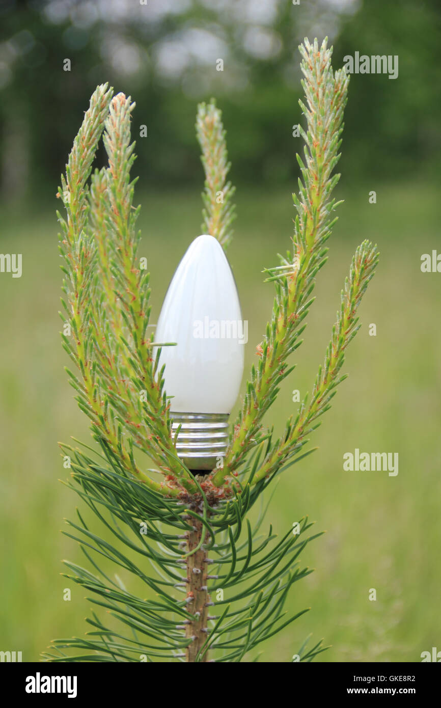 light bulb on a branch of pine Stock Photo - Alamy