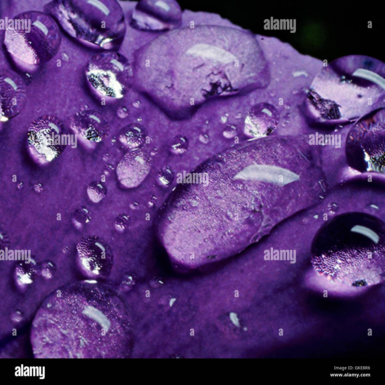 drops purple rose Stock Photo - Alamy