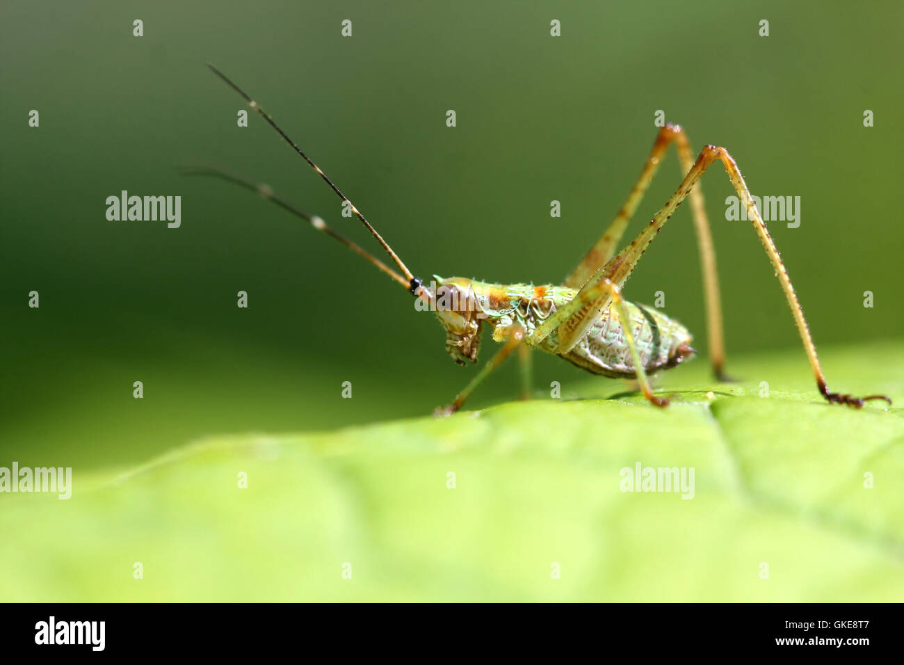 Green jungle nymph hi-res stock photography and images - Alamy