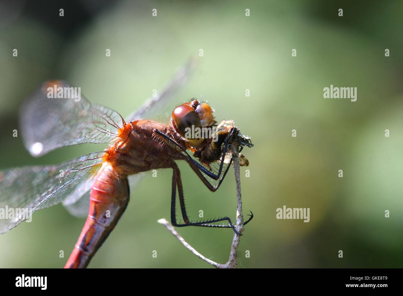 Ruby Meadowhawk Dragonfly Stock Photo - Alamy