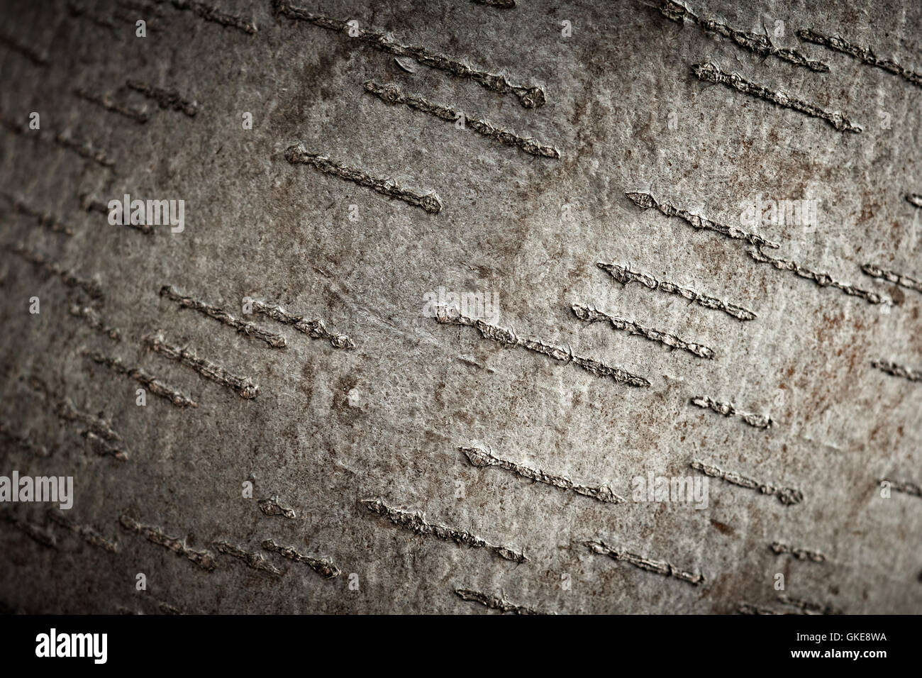 Aspen tree bark hi-res stock photography and images - Alamy