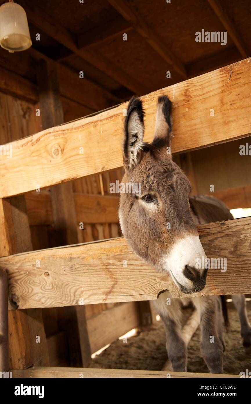 Gray Donkey in a wooden pen Stock Photo - Alamy