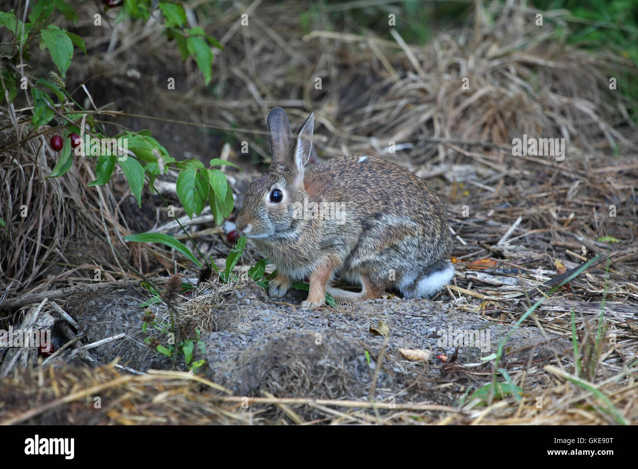 Cottontail Rabbit sylvilagus Stock Photo - Alamy
