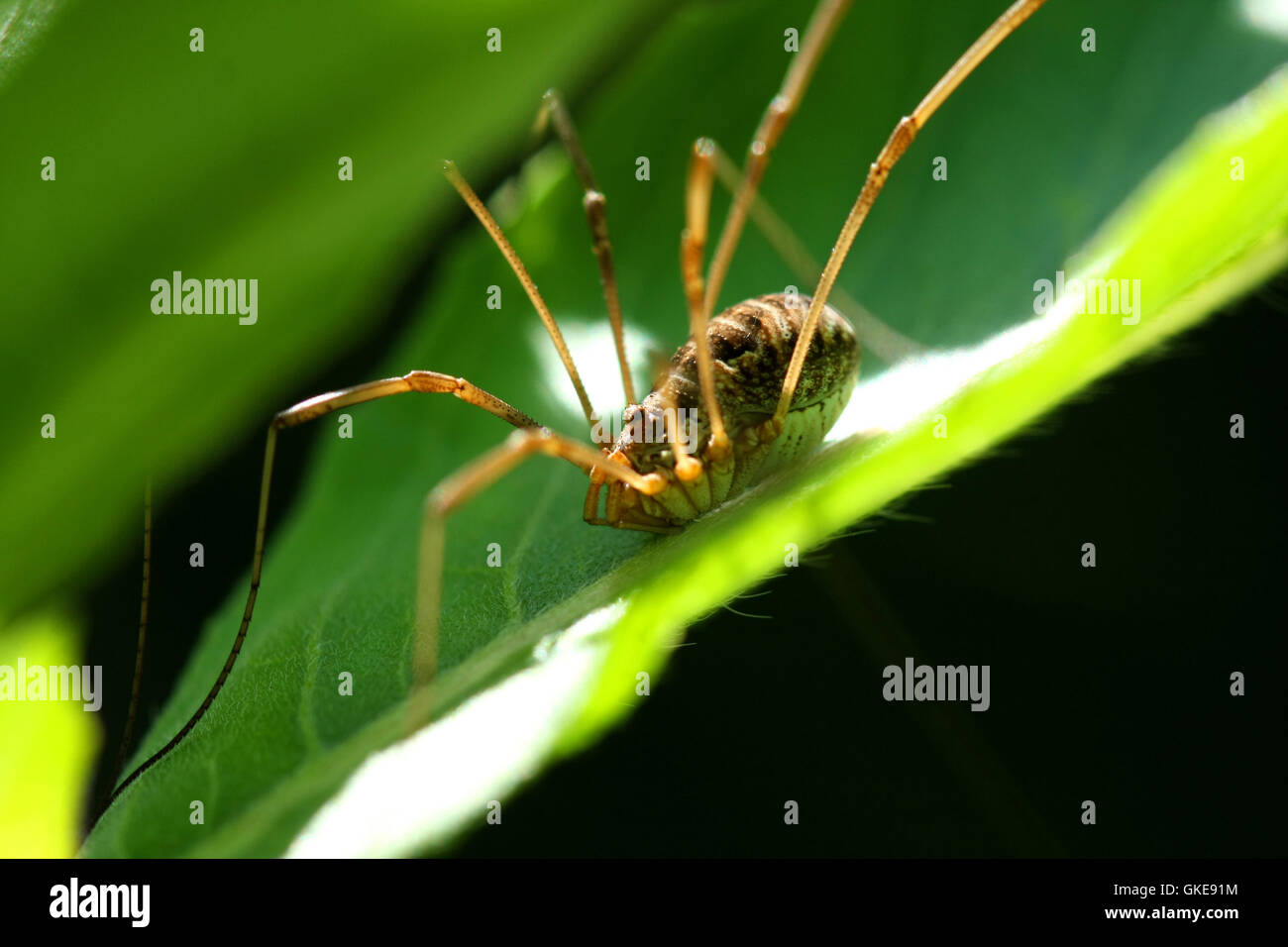 Harvestmen spiders hi-res stock photography and images - Alamy