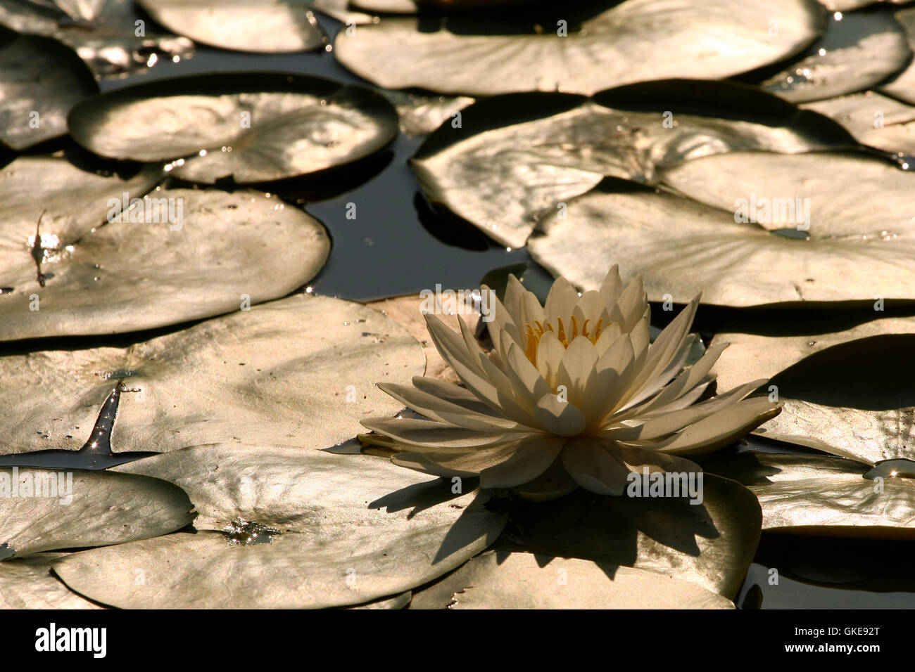 Fragrant Water Lily Stock Photo - Alamy