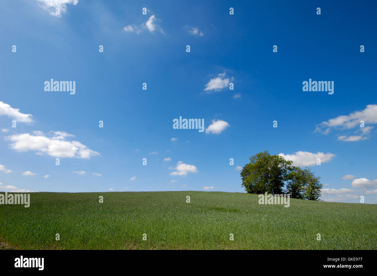 Landscape with a tree Stock Photo - Alamy
