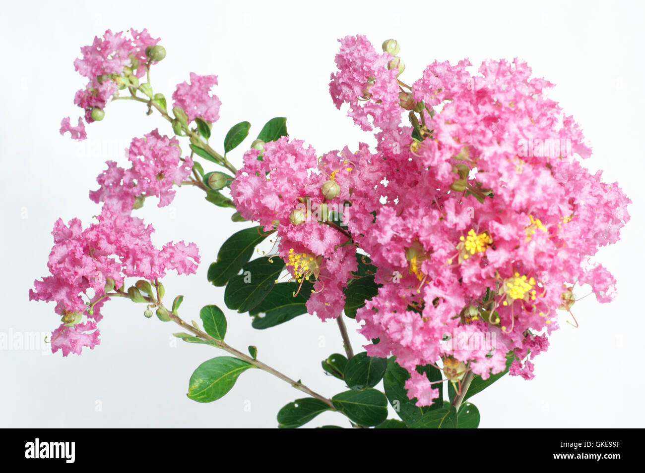 Crape myrtle flower Stock Photo - Alamy